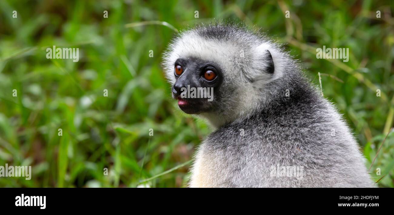 Madagascars lemur hi-res stock photography and images - Alamy