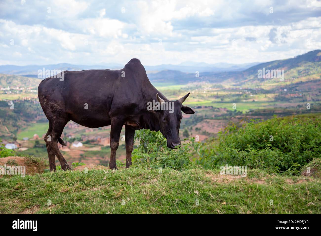 Zebu colors hi-res stock photography and images - Alamy