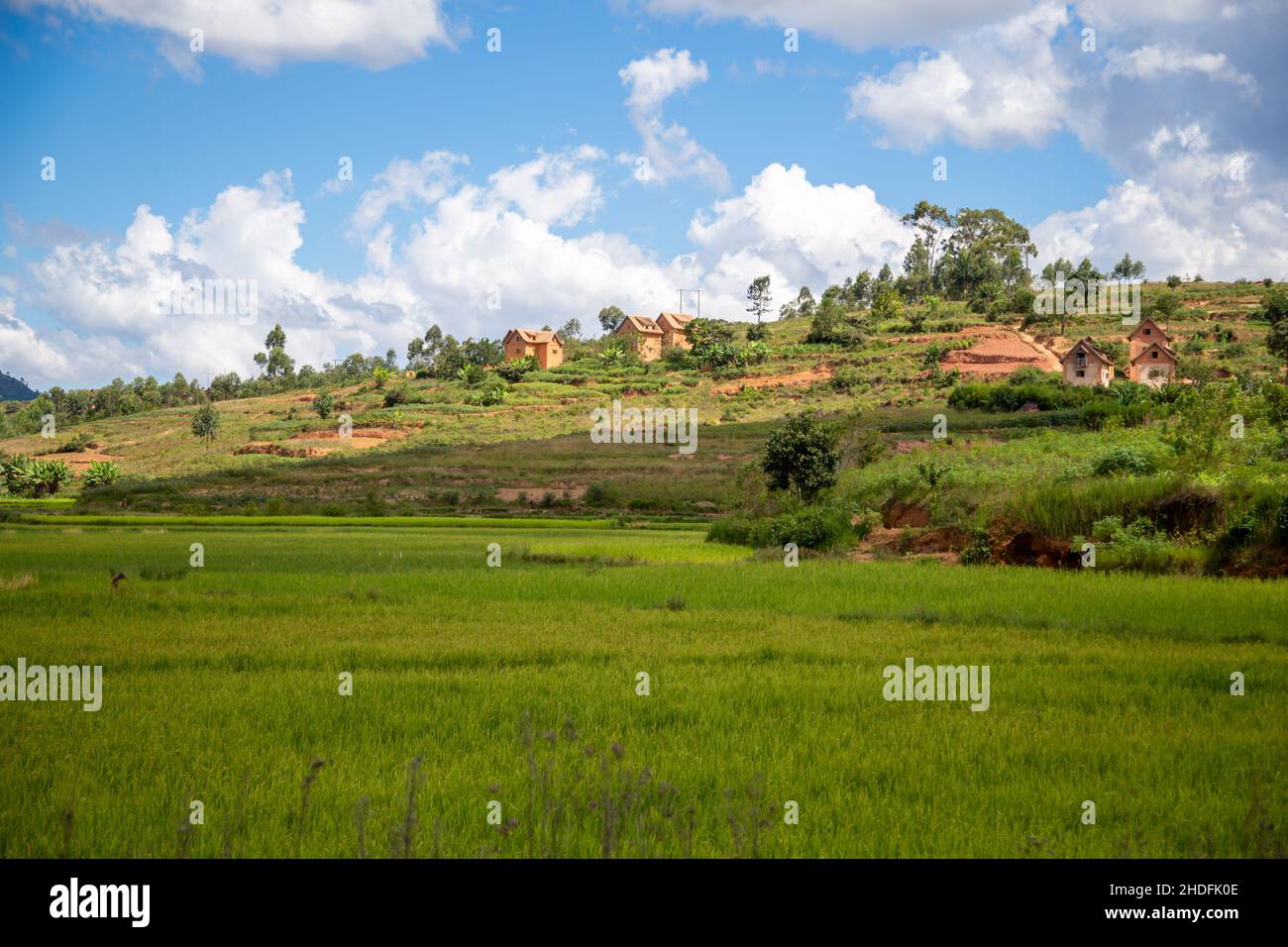 field, agriculture, madagascar, fields, agricultures, madagascars Stock ...