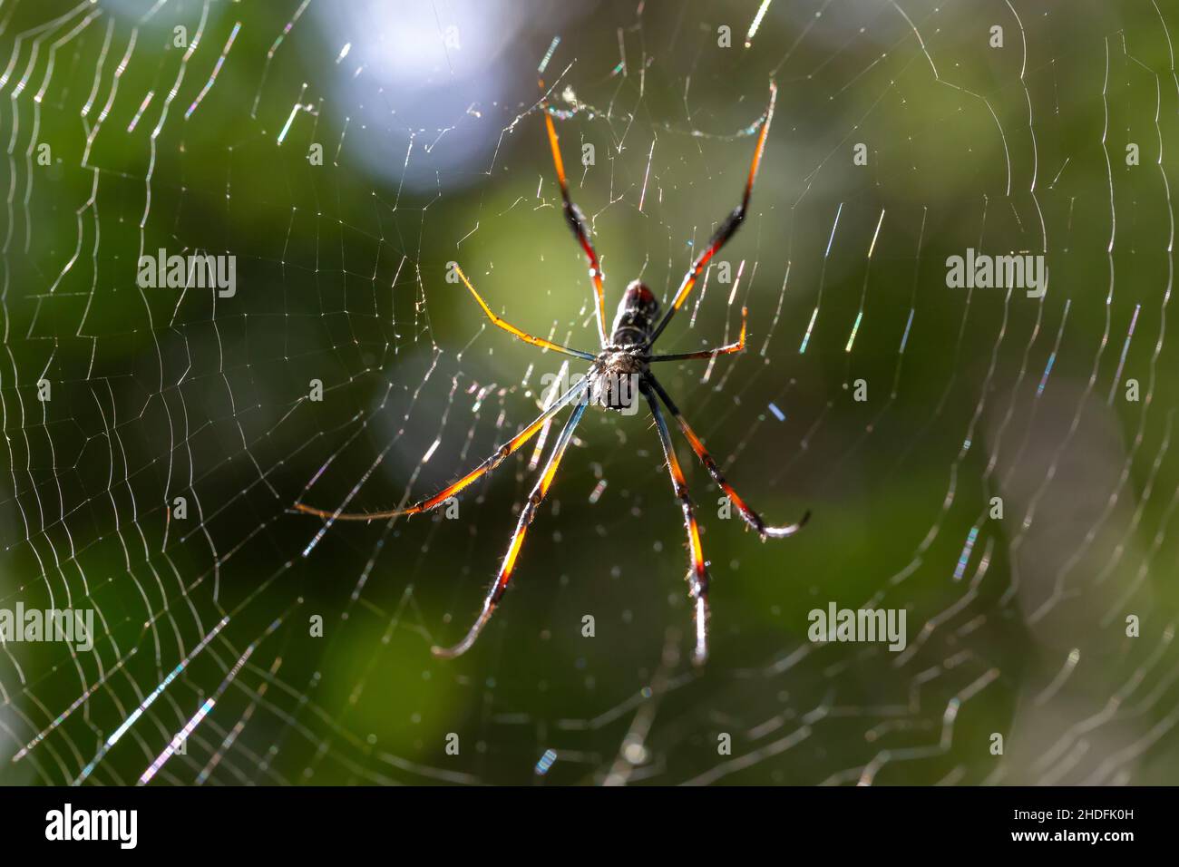 spider web, spider, spider webs, spiders Stock Photo - Alamy