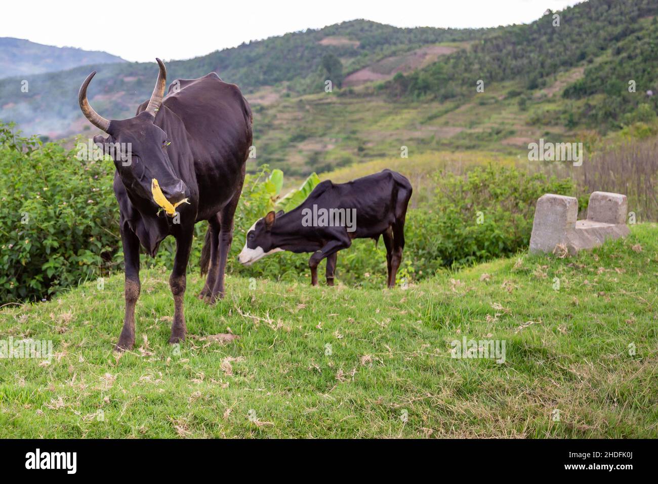 Zebu colors hi-res stock photography and images - Alamy