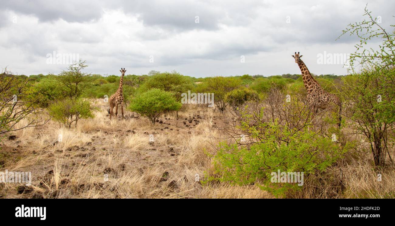 giraffe, bush land, giraffes, bush lands Stock Photo - Alamy