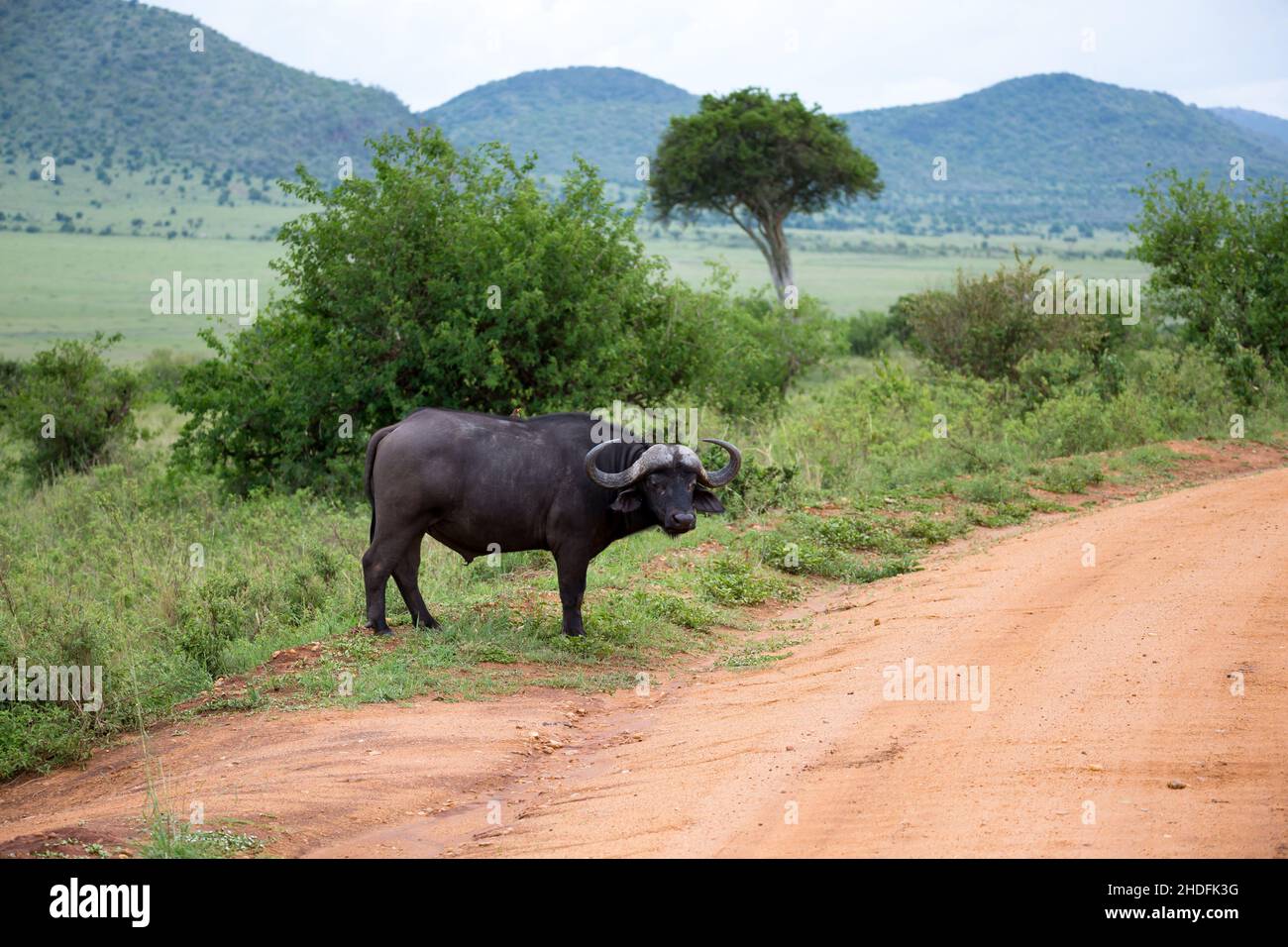 Buffalo street view hi-res stock photography and images - Alamy