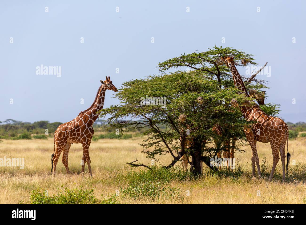4 giraffes hi-res stock photography and images - Alamy