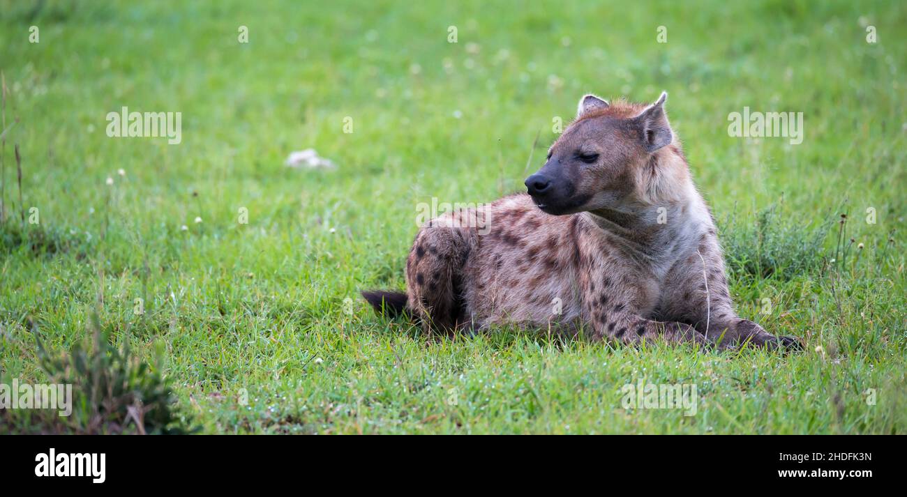 Hyena hyenas hi-res stock photography and images - Alamy
