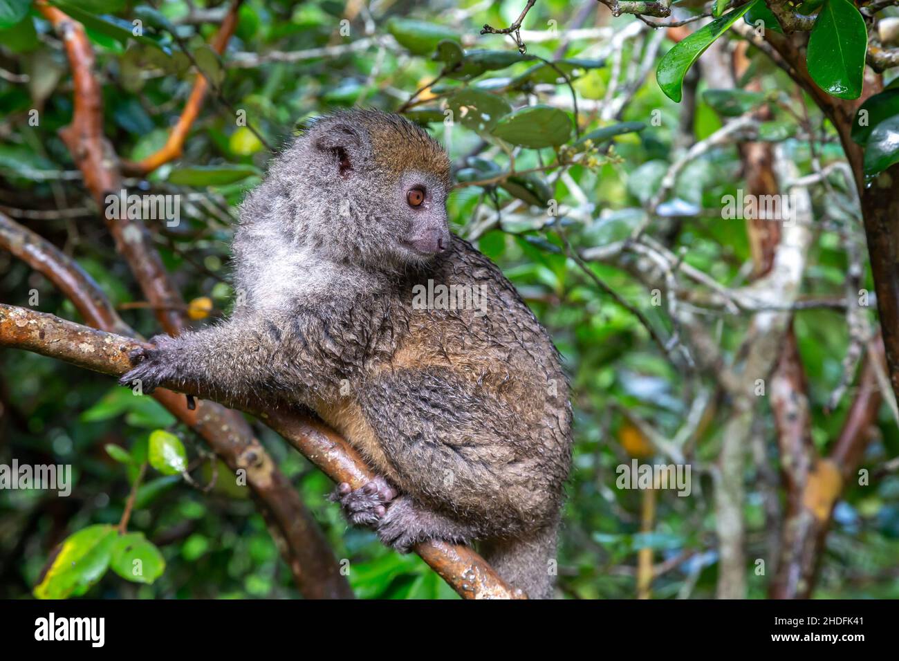eastern lesser bamboo lemur Stock Photo - Alamy