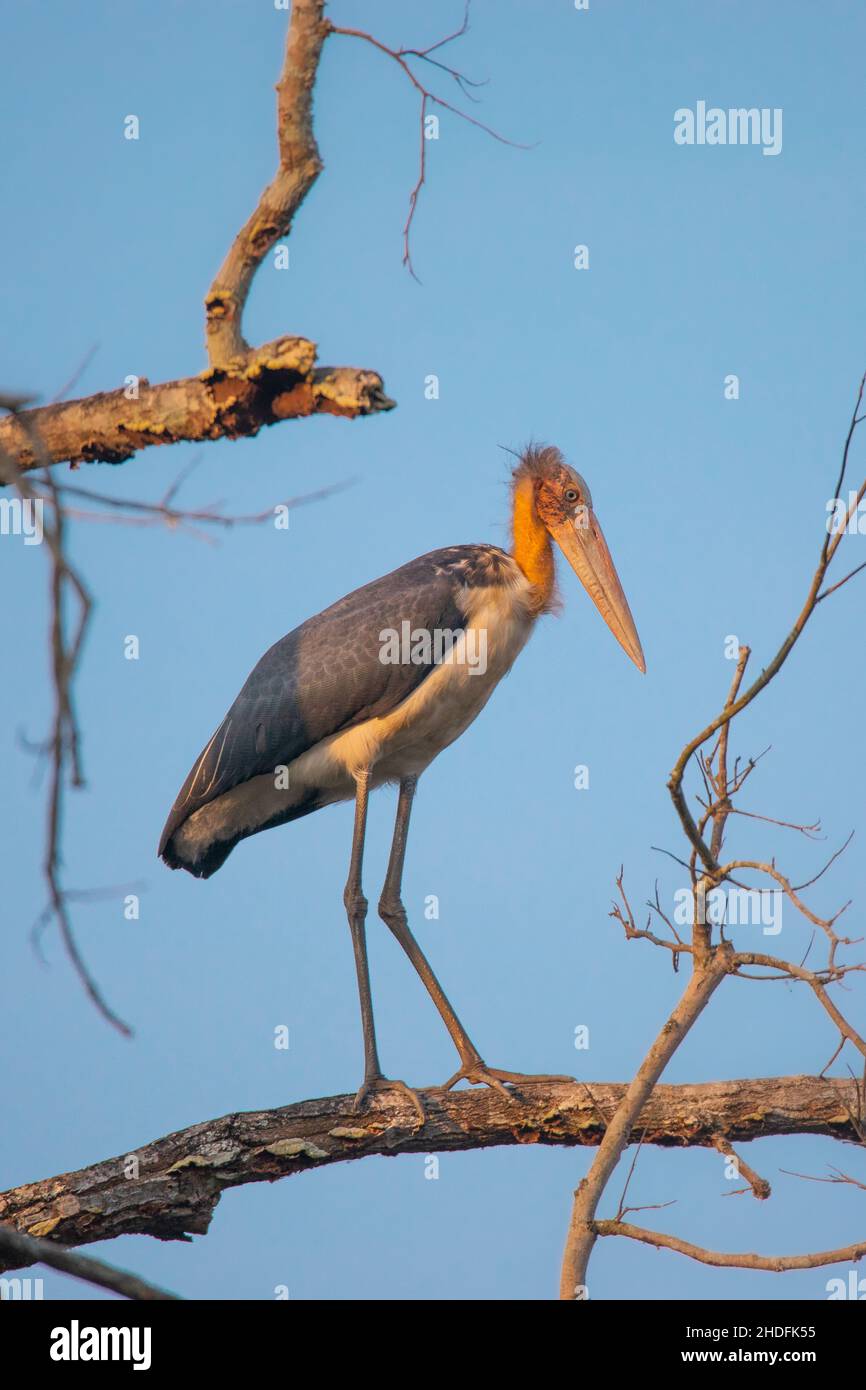 Lesser Adjutant Stork, Nepal Stock Photo - Alamy