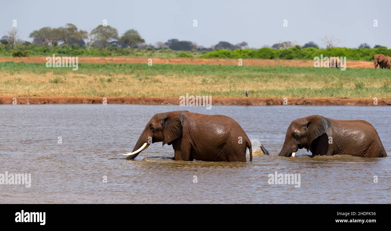 river, elephant, rivers, elephants Stock Photo - Alamy