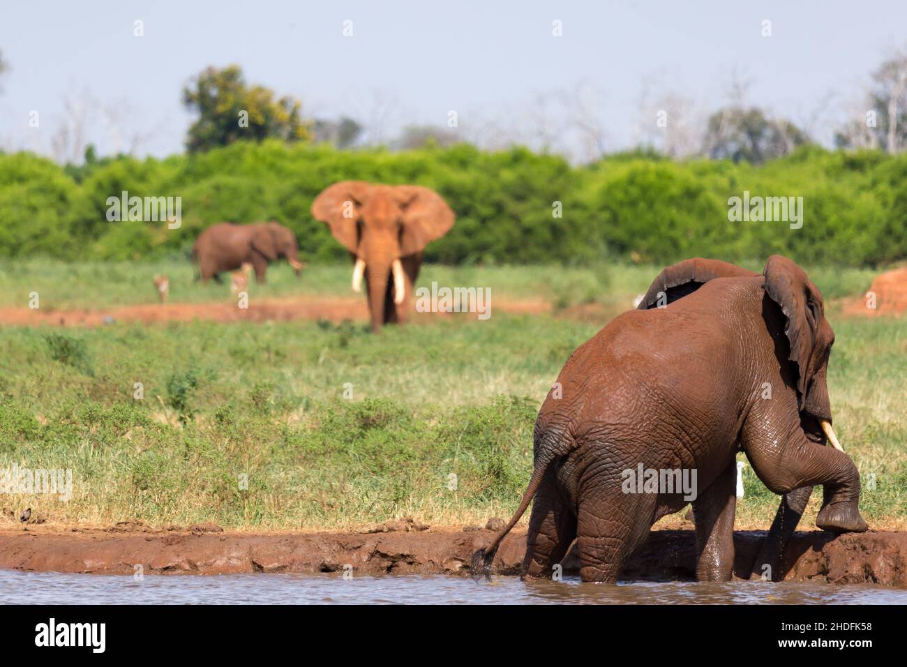 bathing, water body, elephant, to bath, water bodies, elephants Stock ...