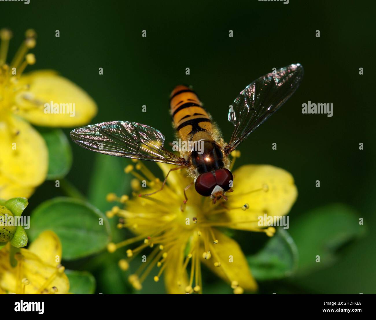 Vosicka hi-res stock photography and images - Alamy