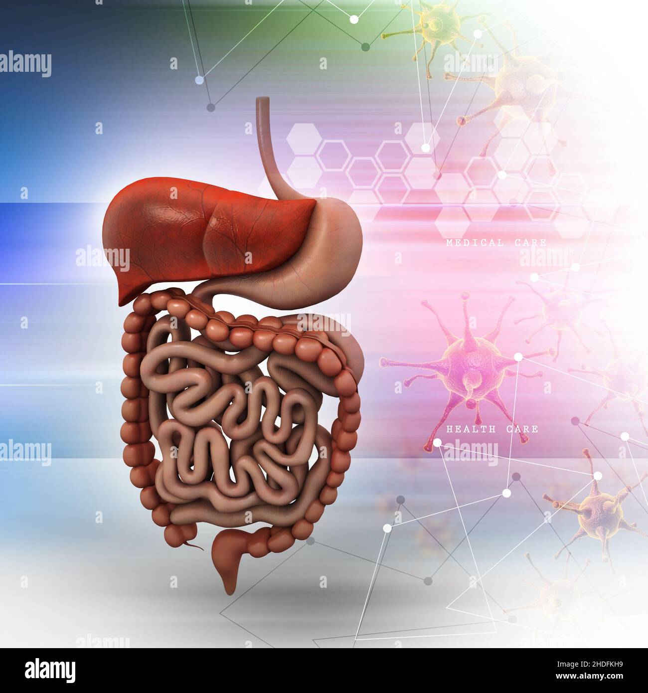 science, digestive tract, sciences, digestive tracts Stock Photo - Alamy