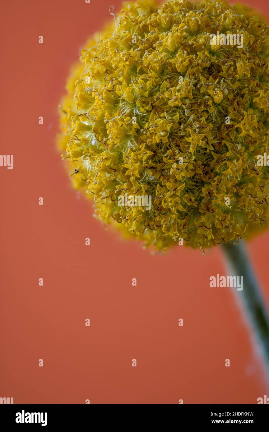 Billy buttons hi-res stock photography and images - Alamy