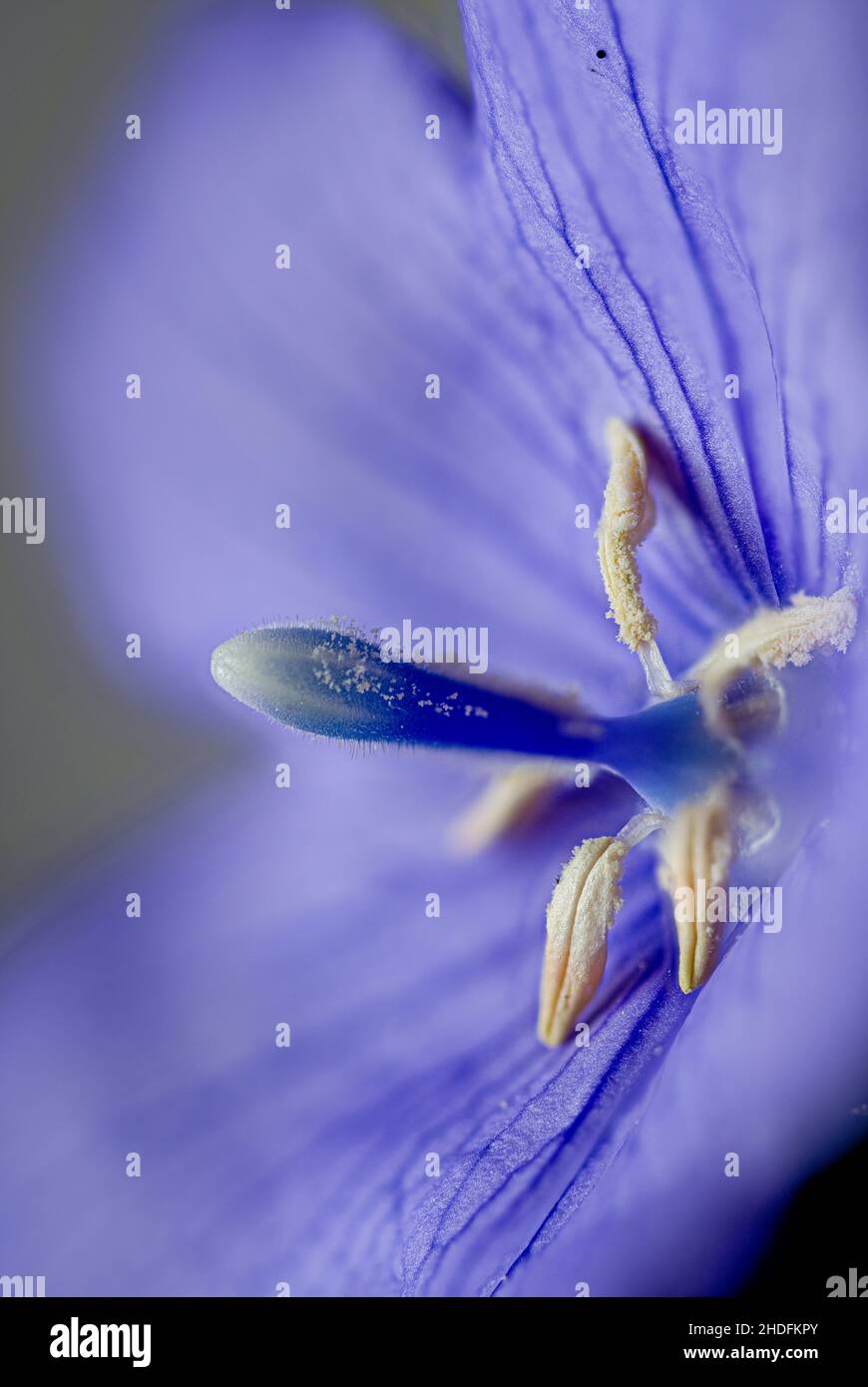 anther, stamens, balloon flower, anthers, stamen Stock Photo - Alamy
