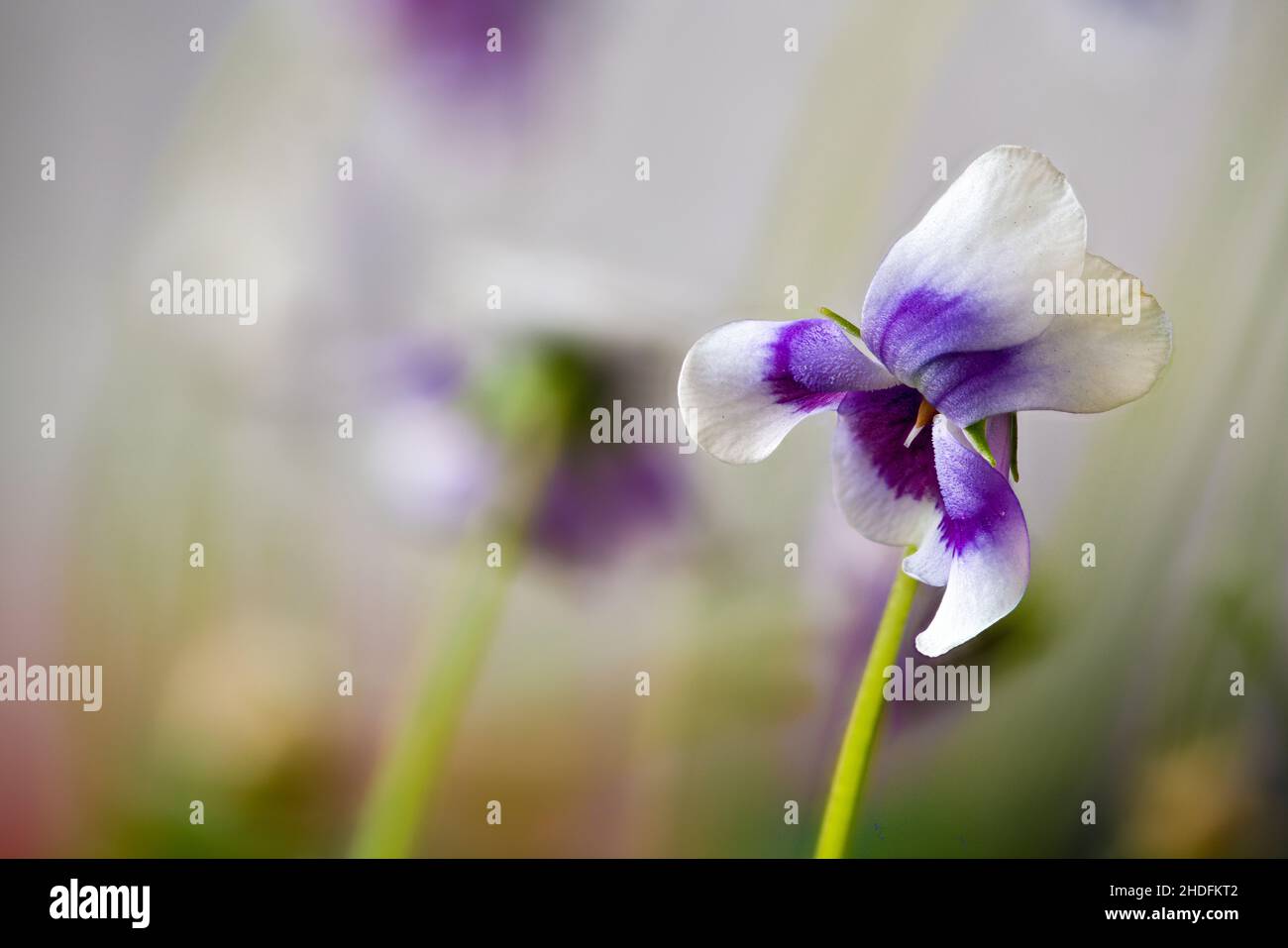 Australian violets hi-res stock photography and images - Alamy