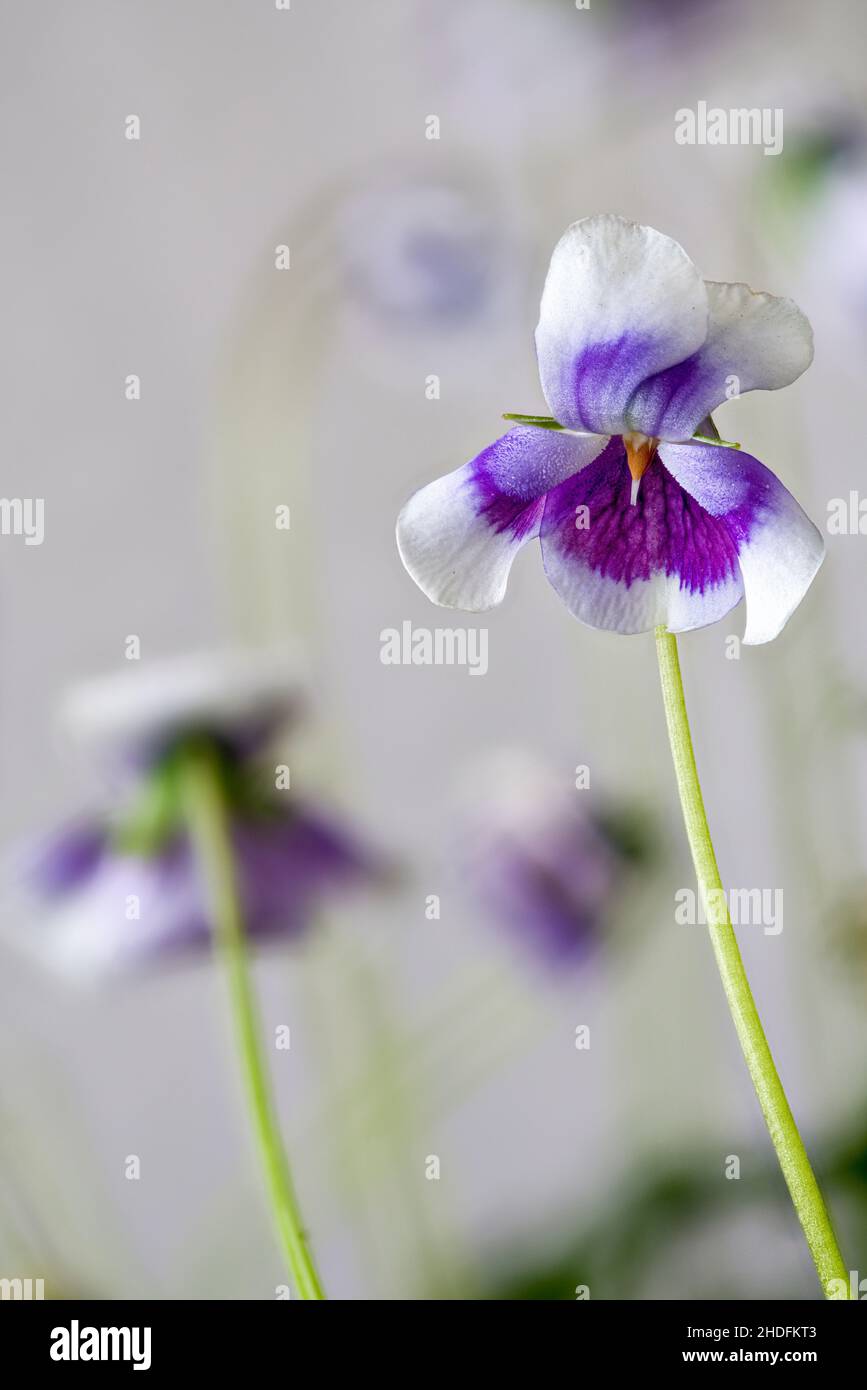 Australian violets hi-res stock photography and images - Alamy