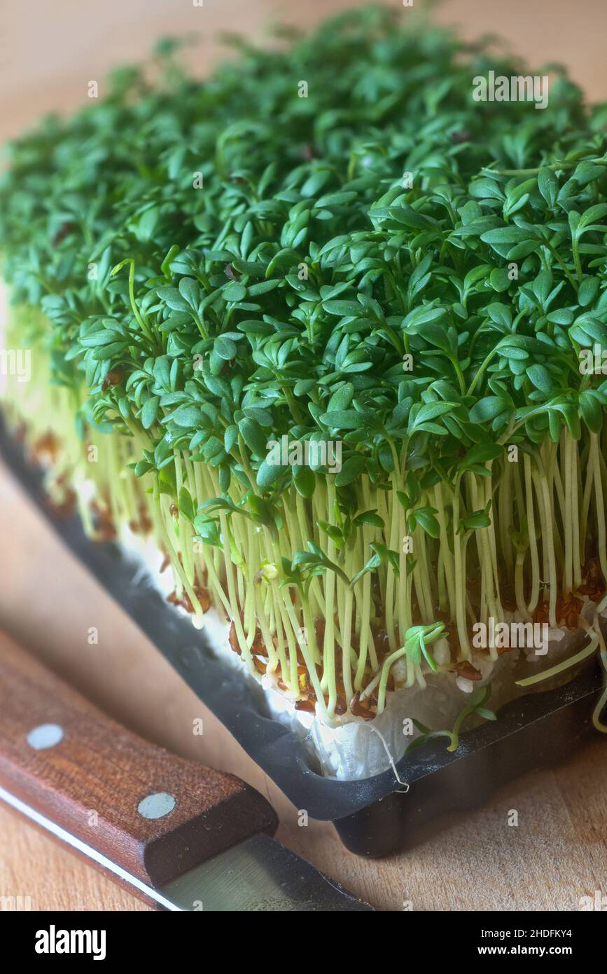 Cress cultivation hi-res stock photography and images - Alamy