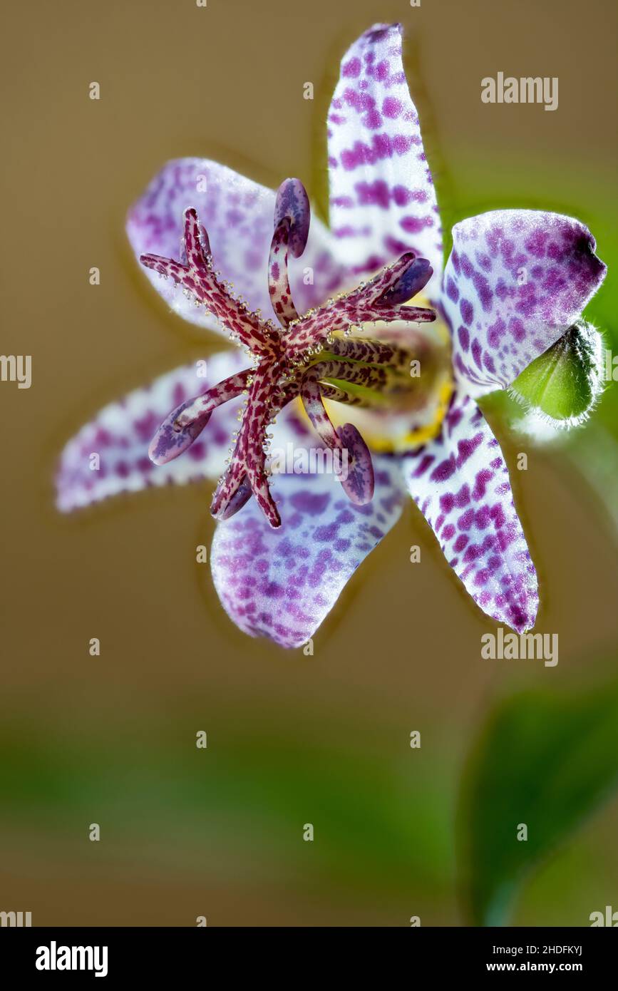 Toad lilies hi-res stock photography and images - Alamy