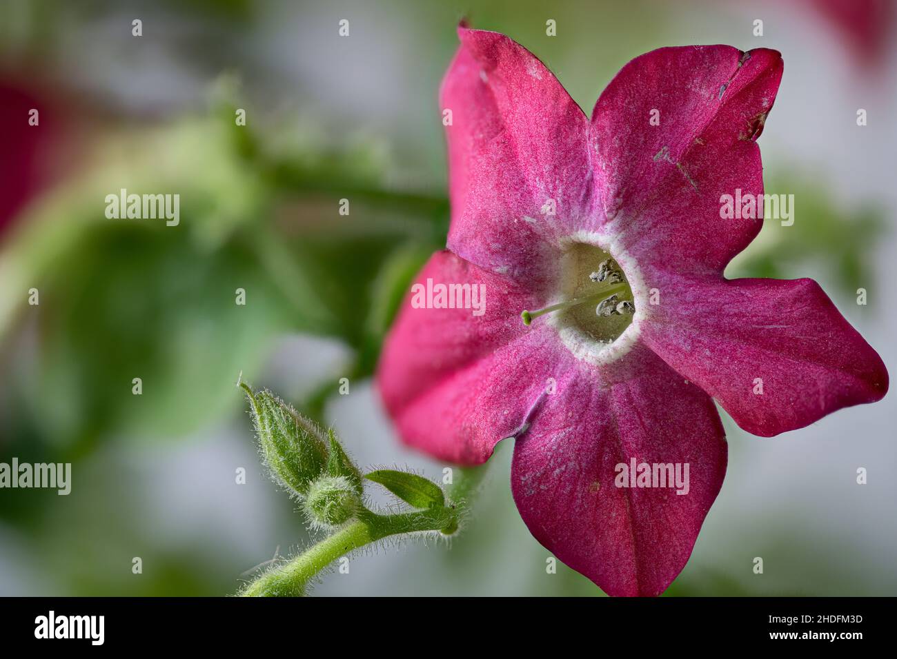 Tobacco blossoms hi-res stock photography and images - Alamy