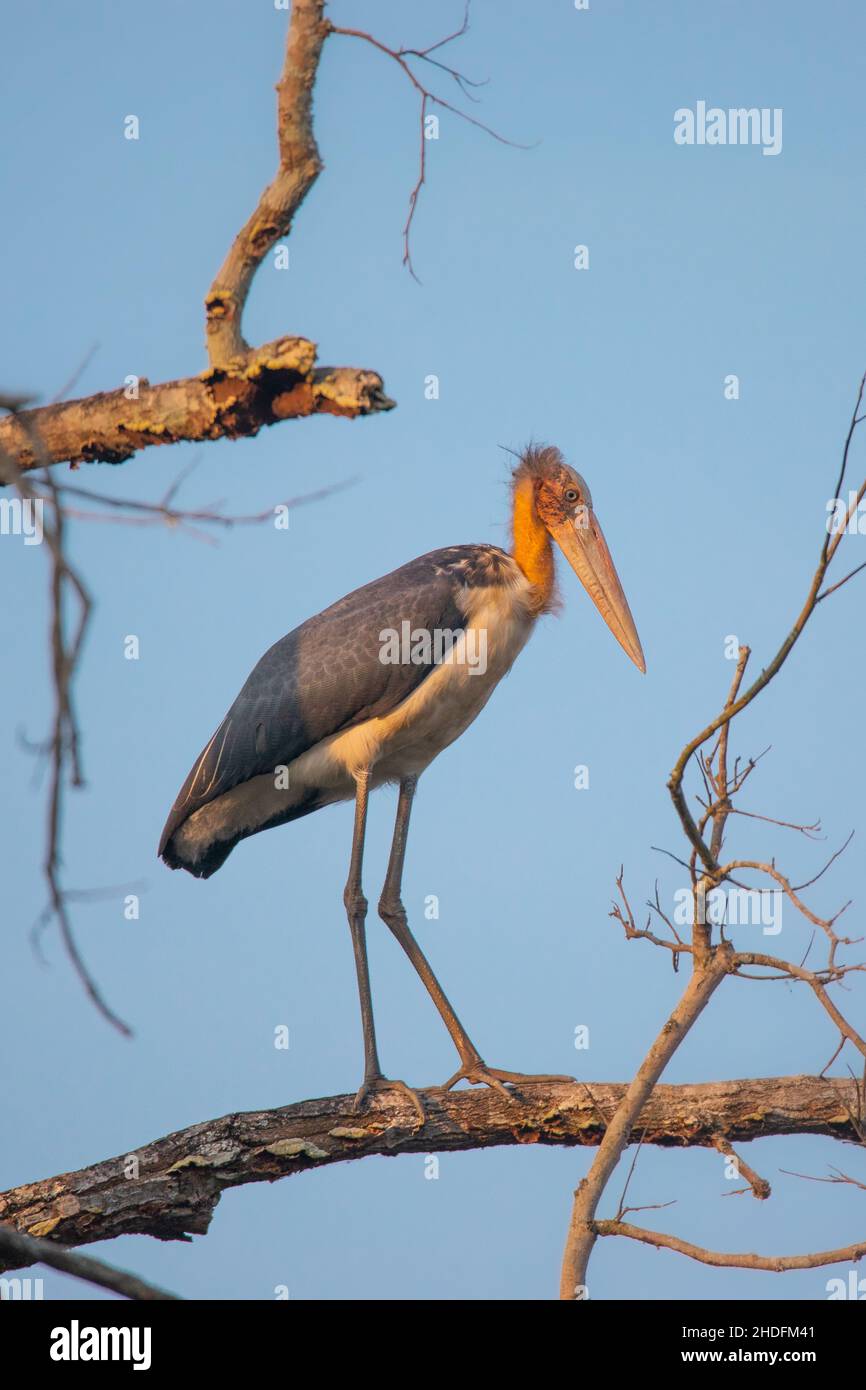 Lesser Adjutant Stork, Nepal Stock Photo - Alamy