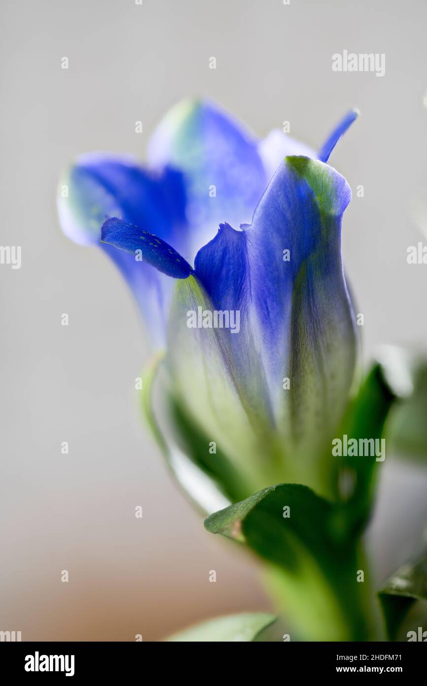 Gentian greenhouse hi-res stock photography and images - Alamy