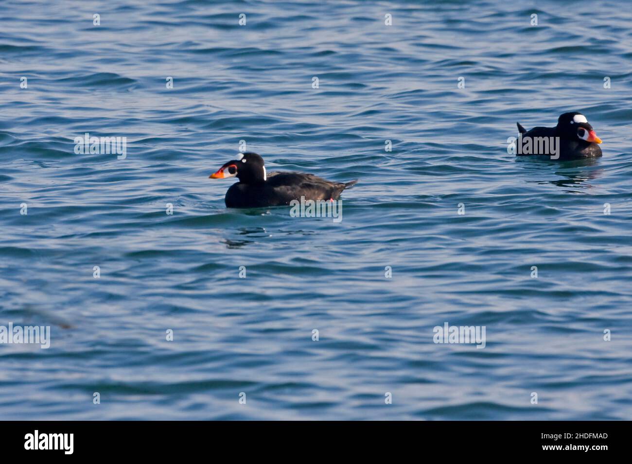 Surf scoter male hi-res stock photography and images - Alamy