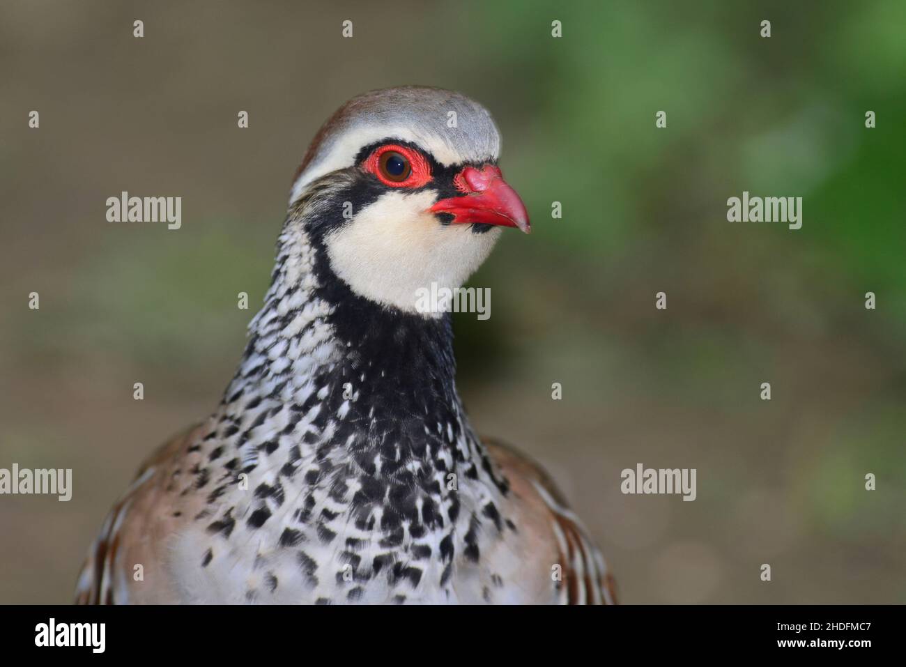 Partridge head game hi-res stock photography and images - Alamy