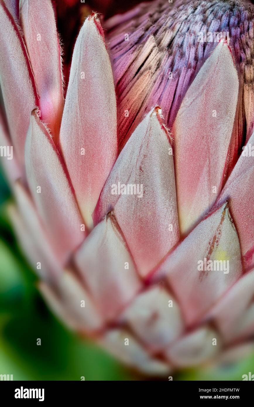 inflorescence, king protea, inflorescences, king proteas Stock Photo - Alamy
