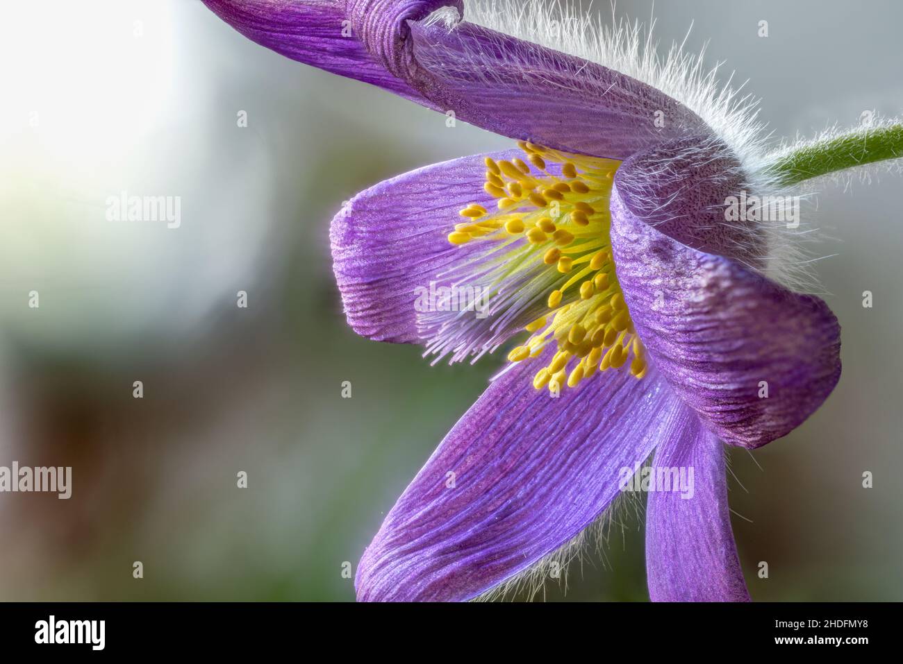 ordinary anemone, ordinary anemones Stock Photo - Alamy