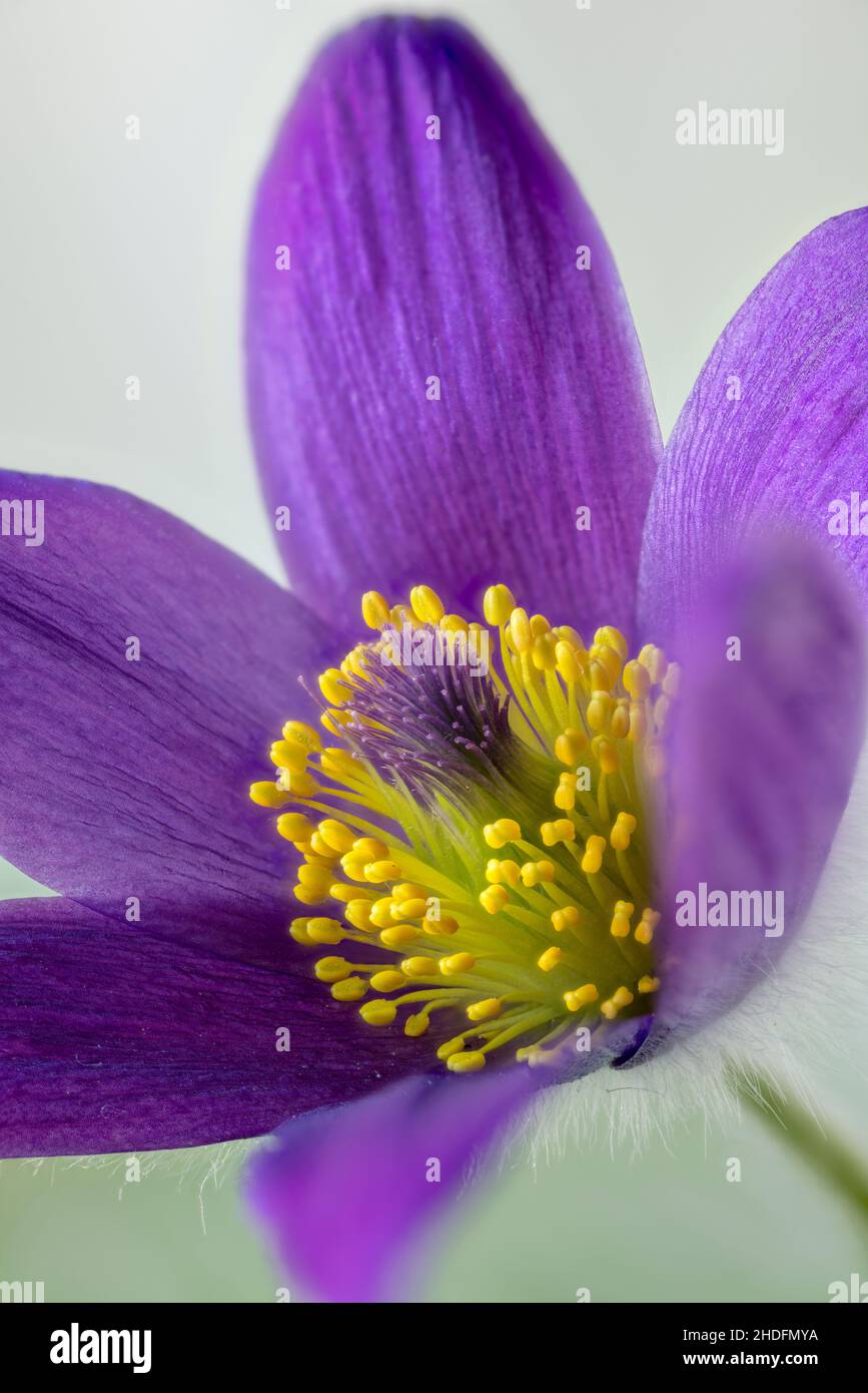 ordinary anemone, ordinary anemones Stock Photo - Alamy