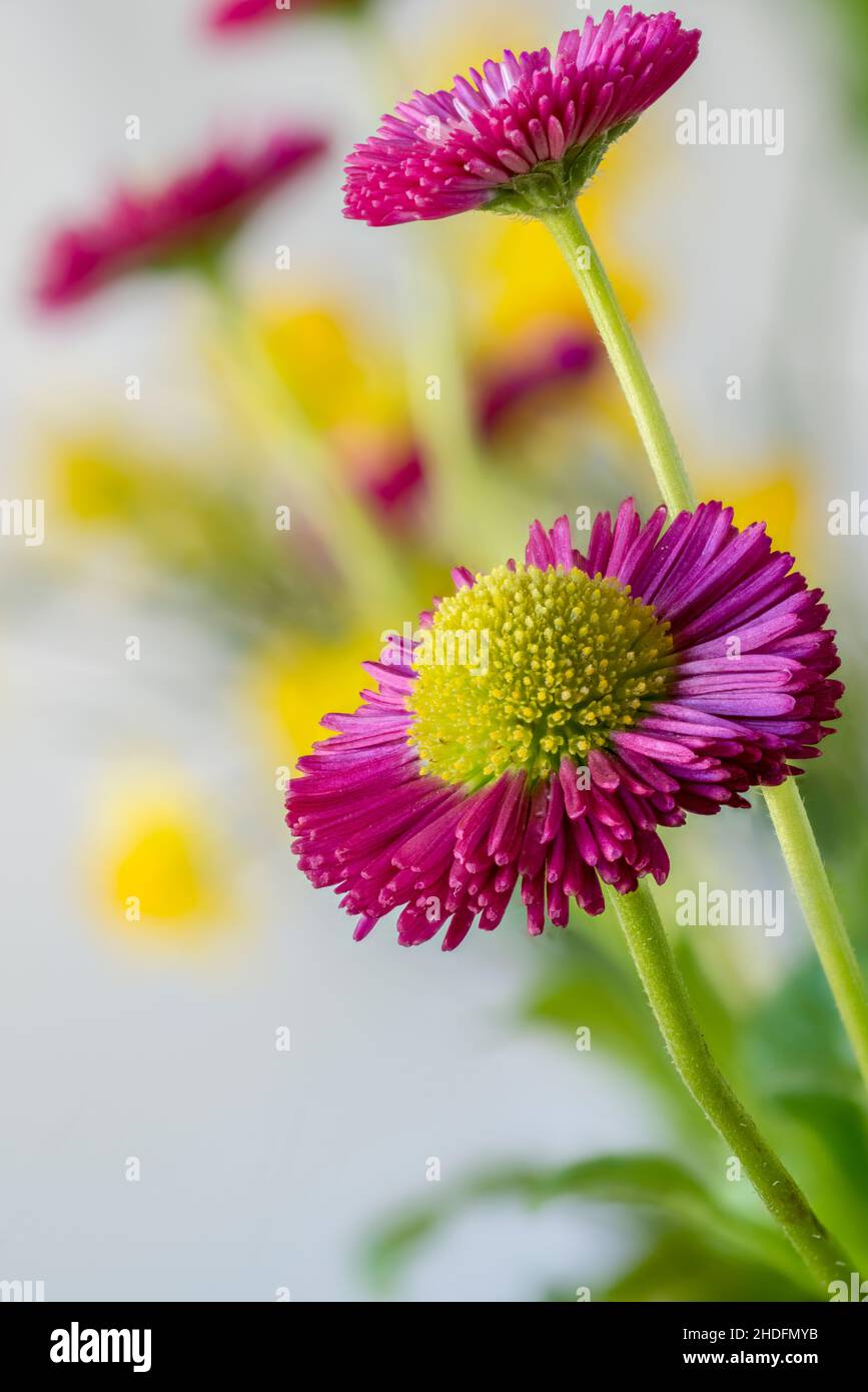 Plant in the daisy family hi-res stock photography and images - Alamy