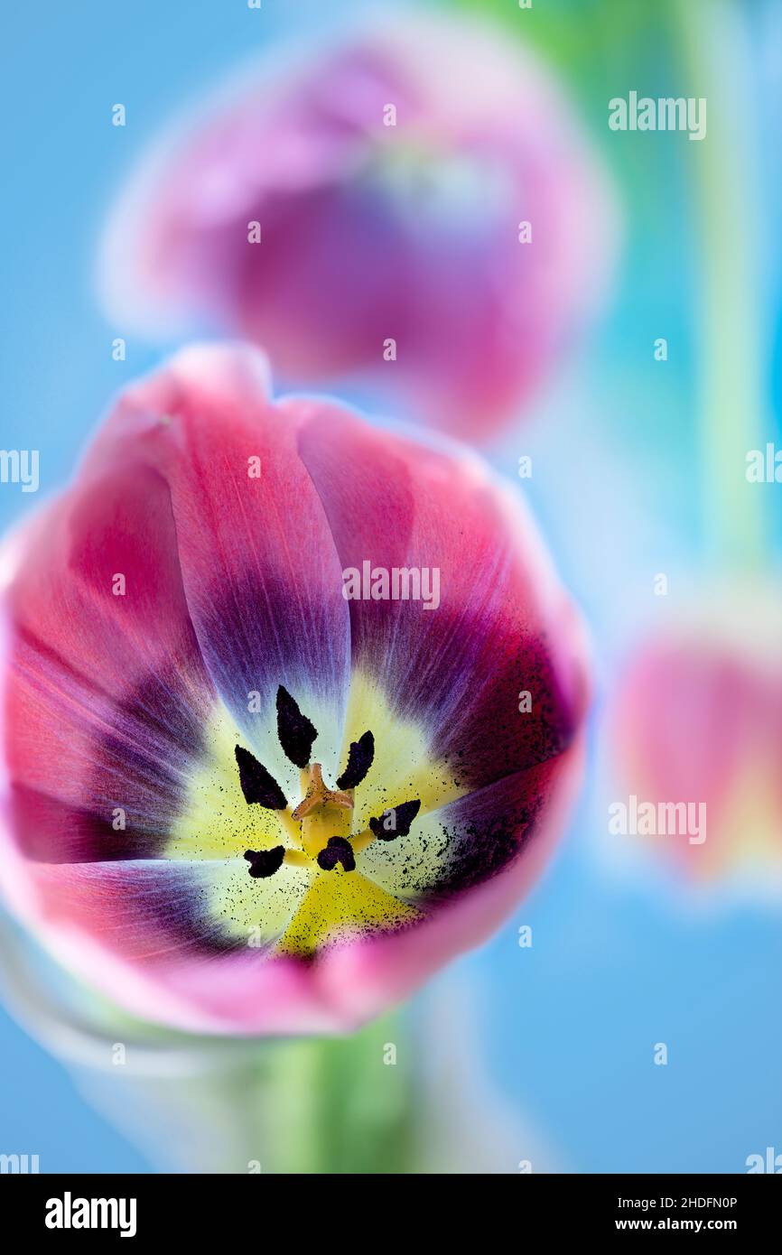 tulip, anther, stamens, tulips, anthers, stamen Stock Photo - Alamy
