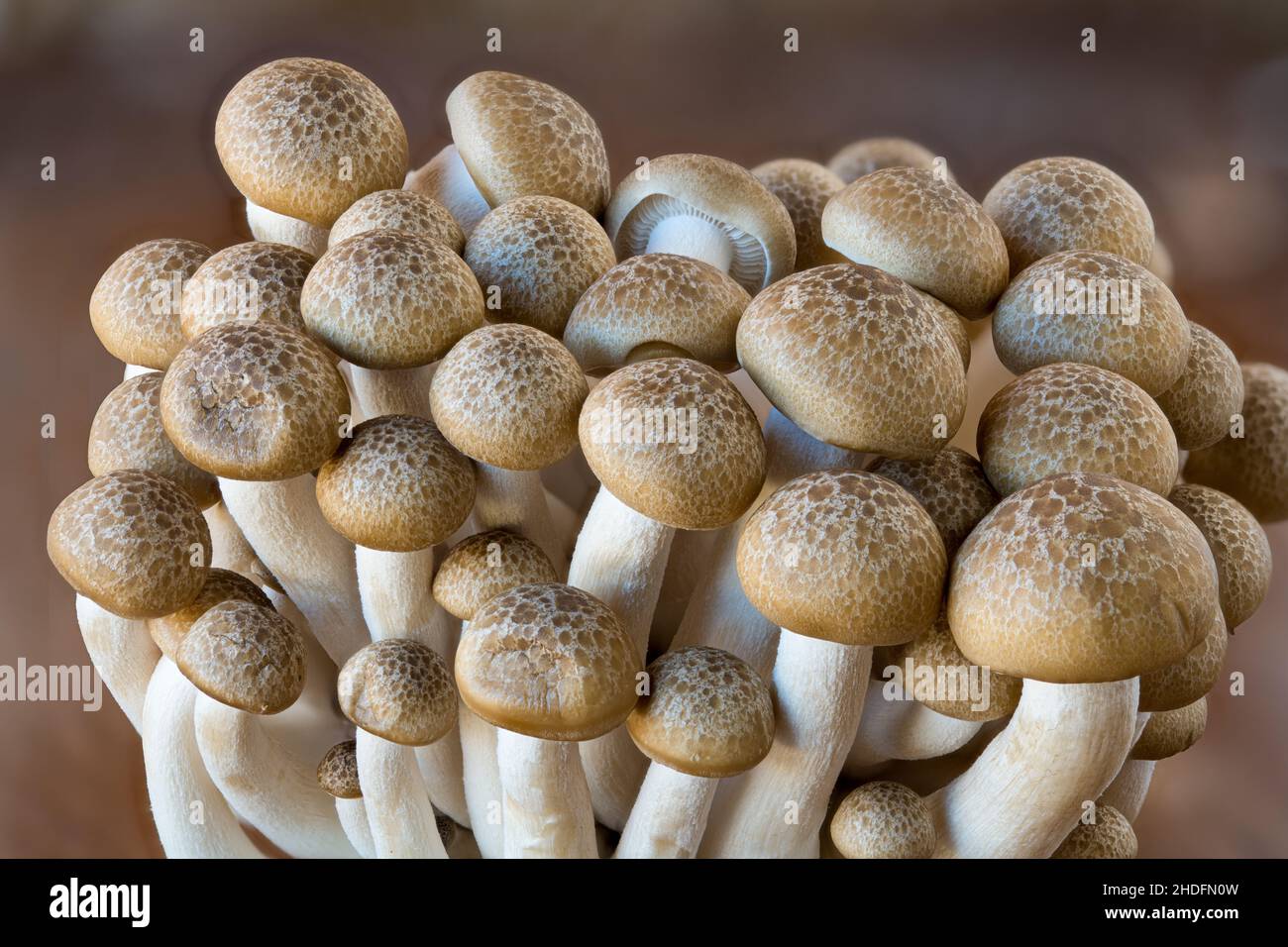 brown beech mushroom Stock Photo - Alamy