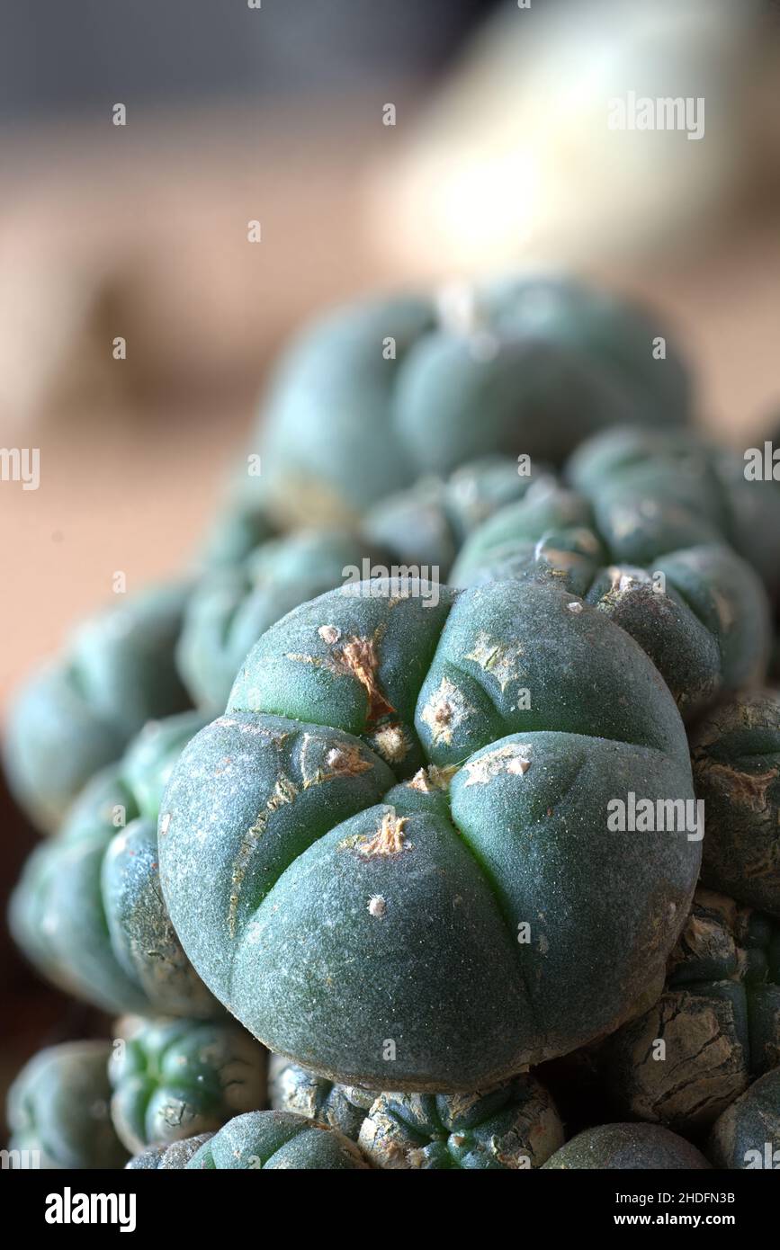 Hallucinogens hi-res stock photography and images - Alamy