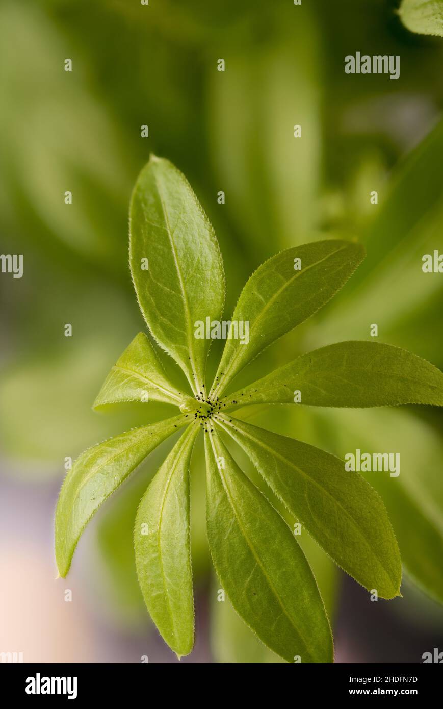 Woodruffs hi-res stock photography and images - Alamy