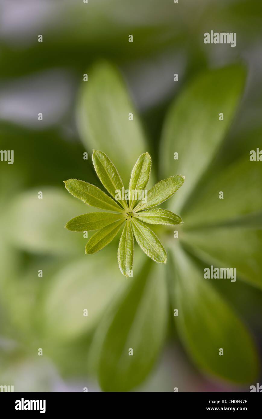 Woodruffs hi-res stock photography and images - Alamy