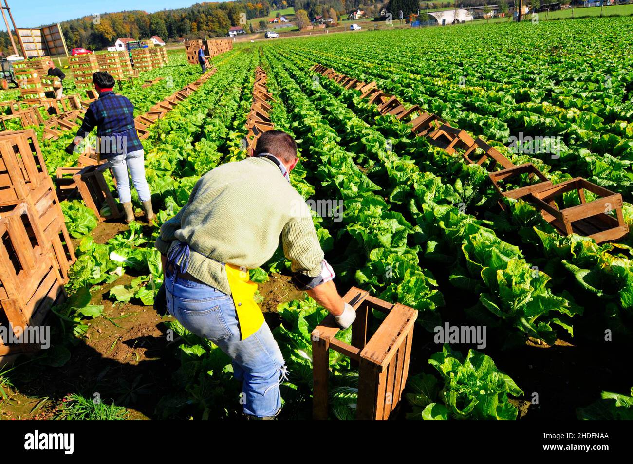 agriculture, harvest helpers, vegetable harvest, agricultures, harvest ...