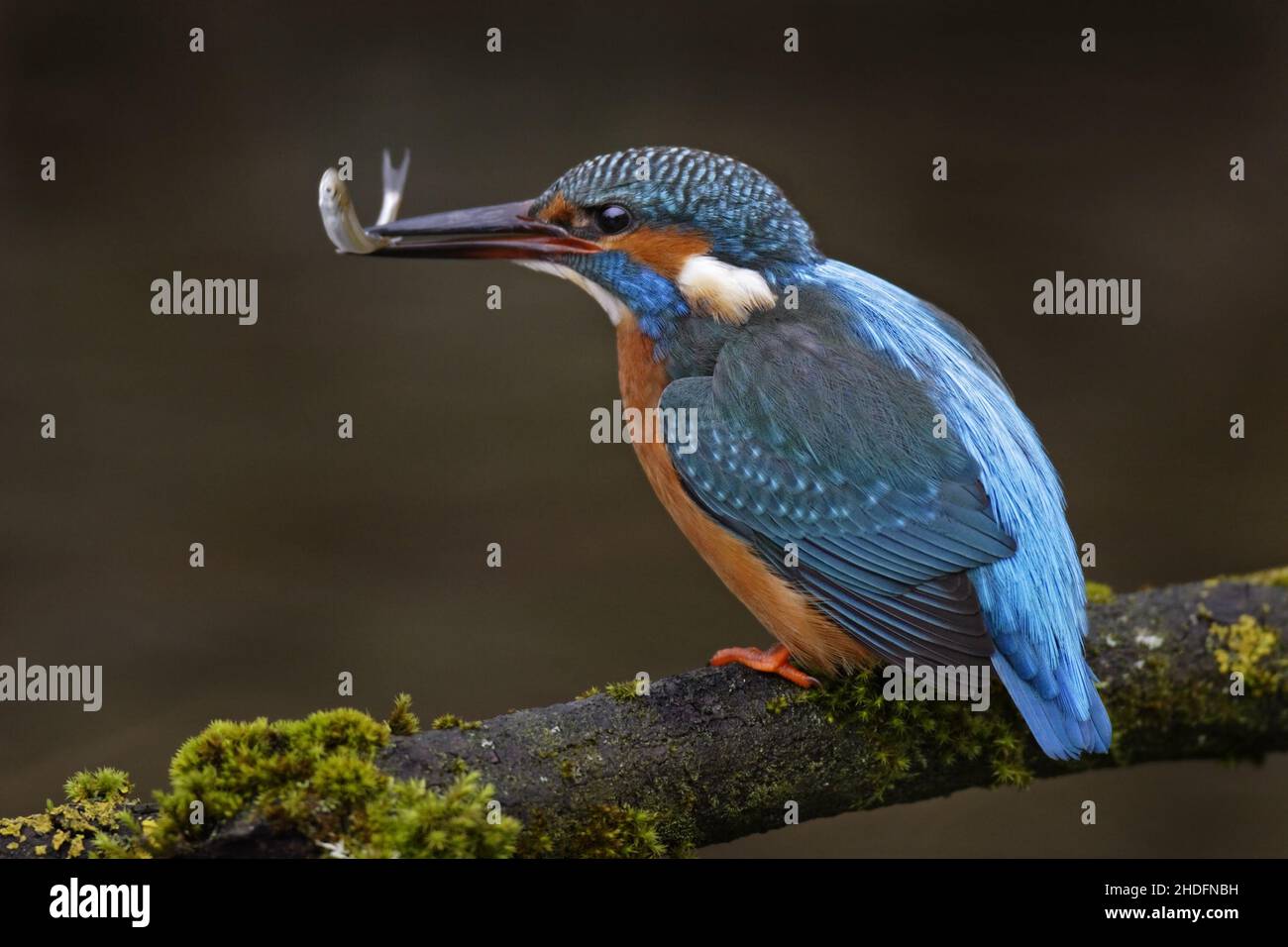 Fish eating piscivore hi-res stock photography and images - Alamy