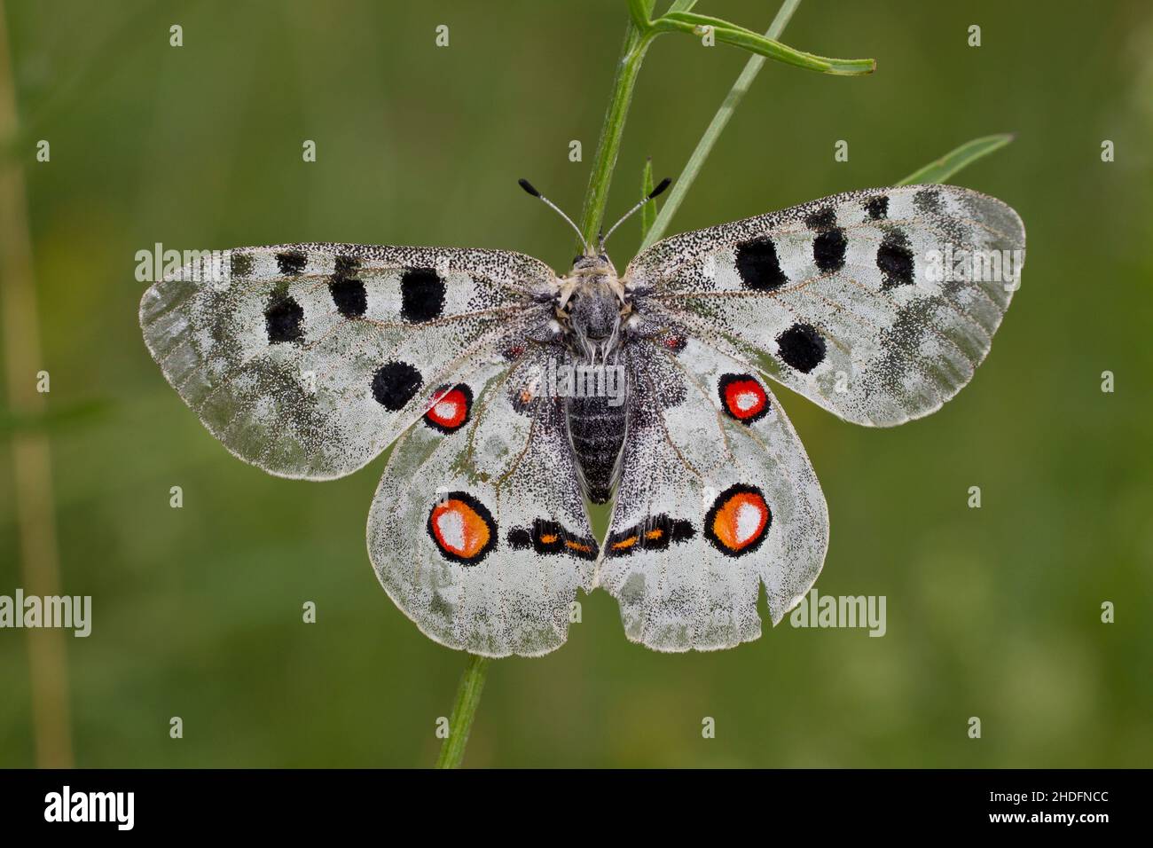 apollo butterfly, apollo, apollo butterflies Stock Photo - Alamy