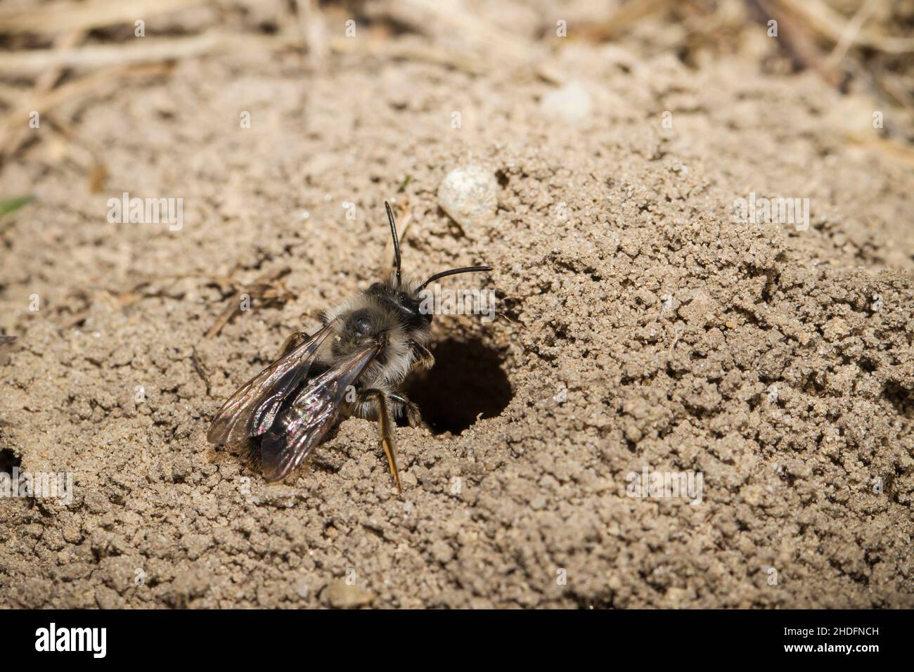 Mining bee hole hi-res stock photography and images - Alamy