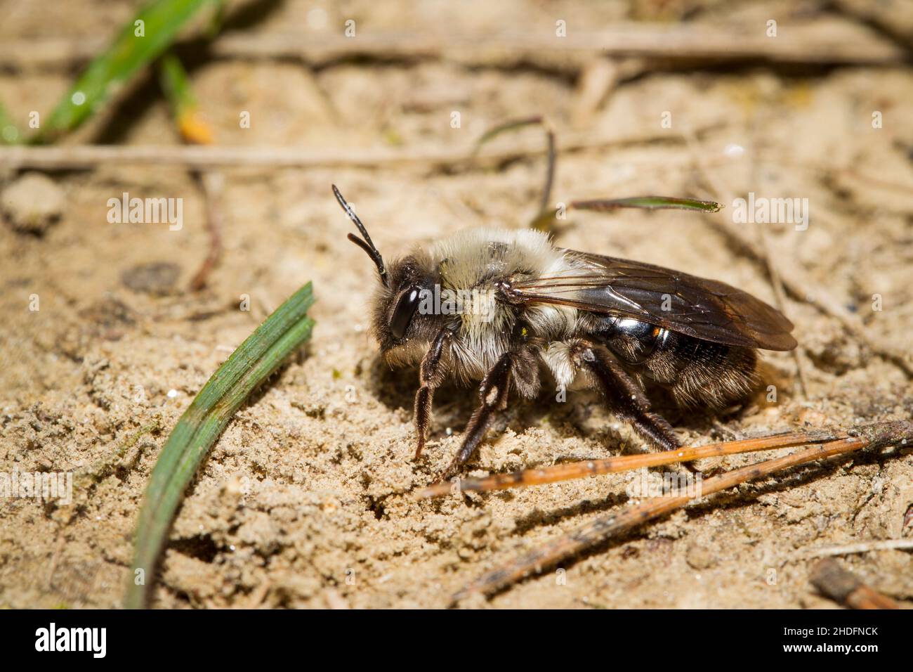 grey-backed mining bee Stock Photo - Alamy