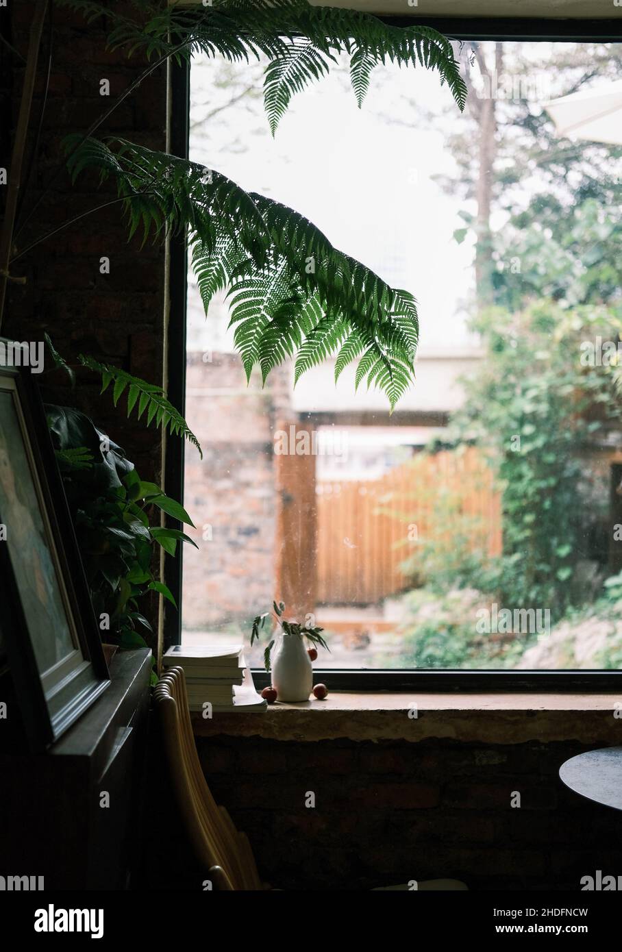 The ferns by the window Stock Photo - Alamy