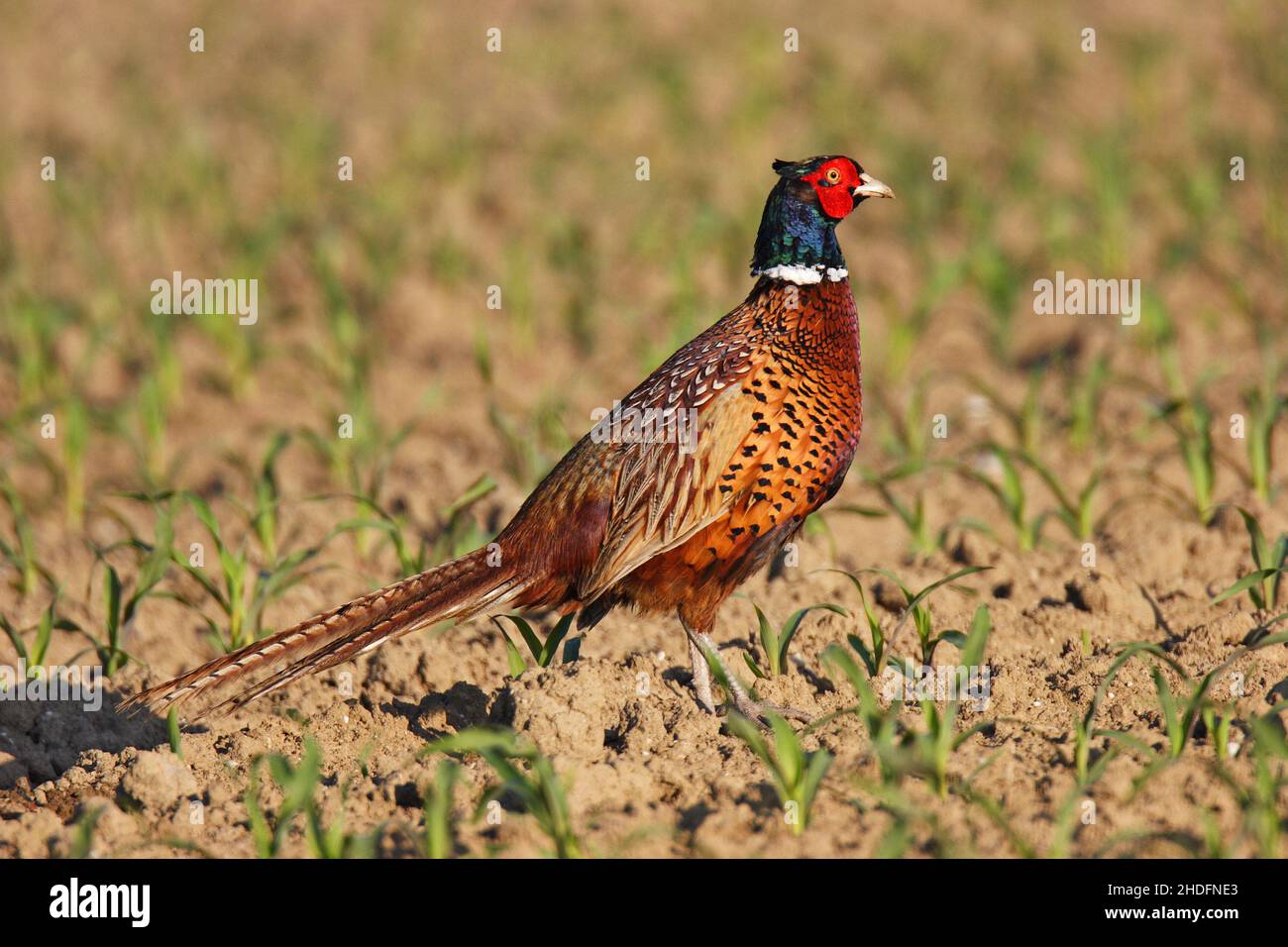 common pheasant, pheasants Stock Photo - Alamy