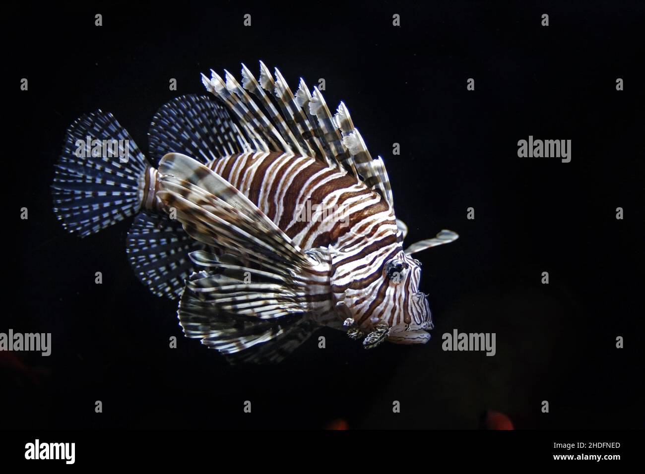 Lionfish side hi-res stock photography and images - Alamy