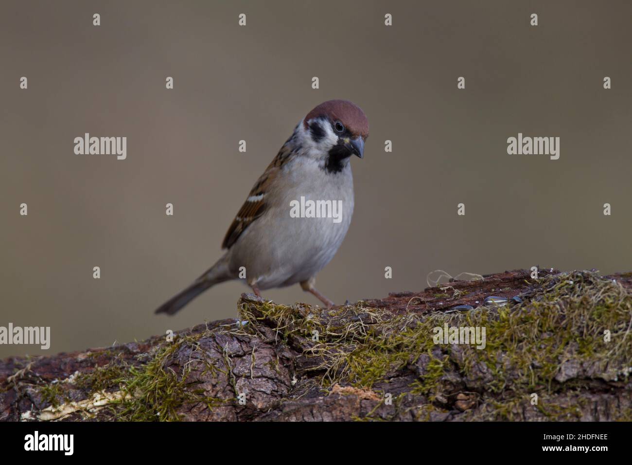 tree sparrow, tree sparrows Stock Photo - Alamy