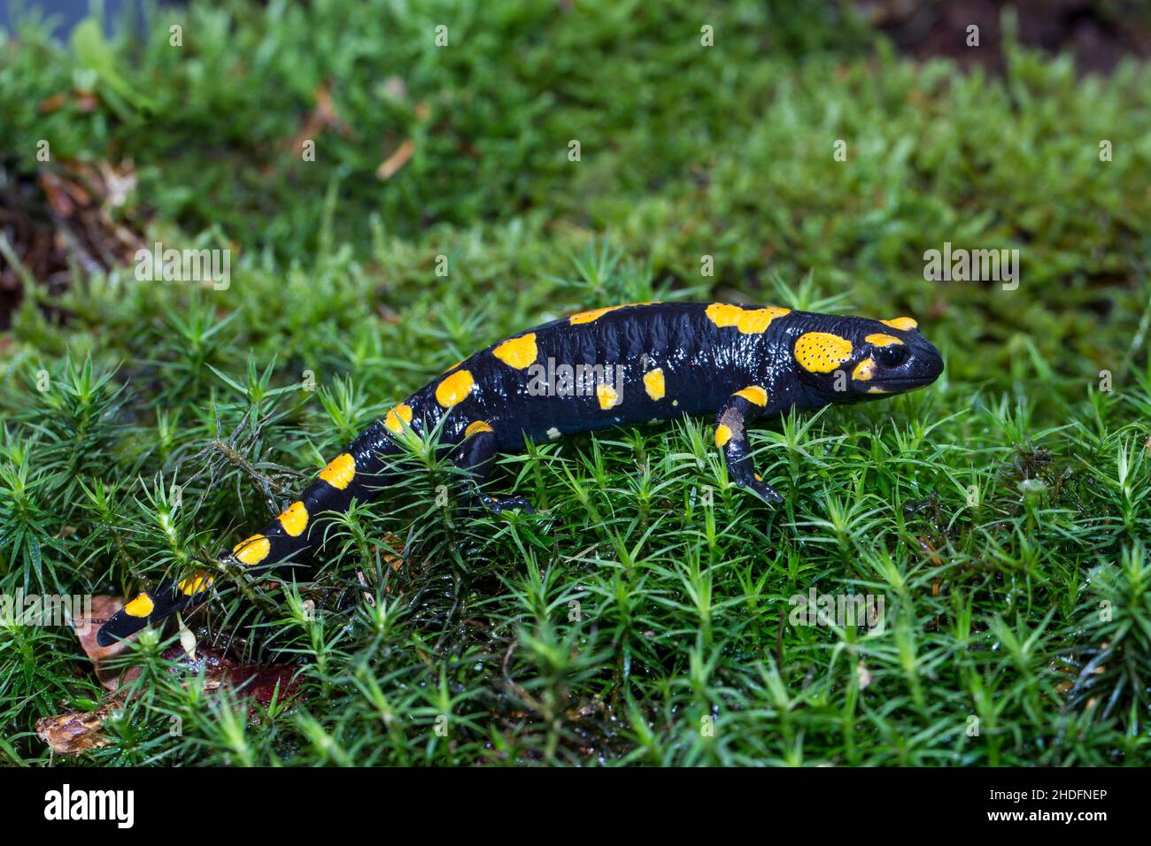 fire salamander, fire salamanders Stock Photo - Alamy
