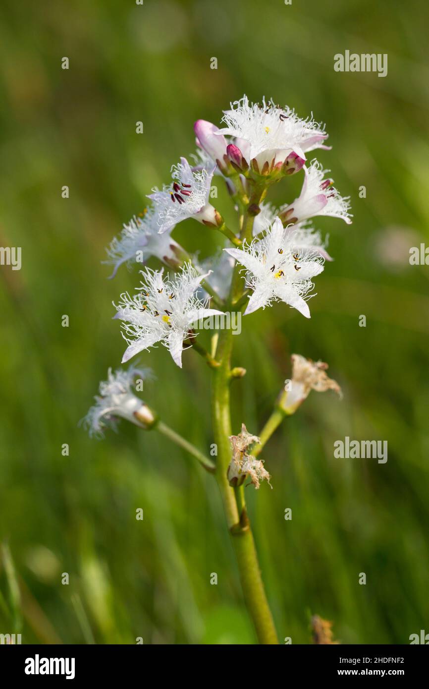 Buck Bean Plant High Resolution Stock Photography and Images - Alamy