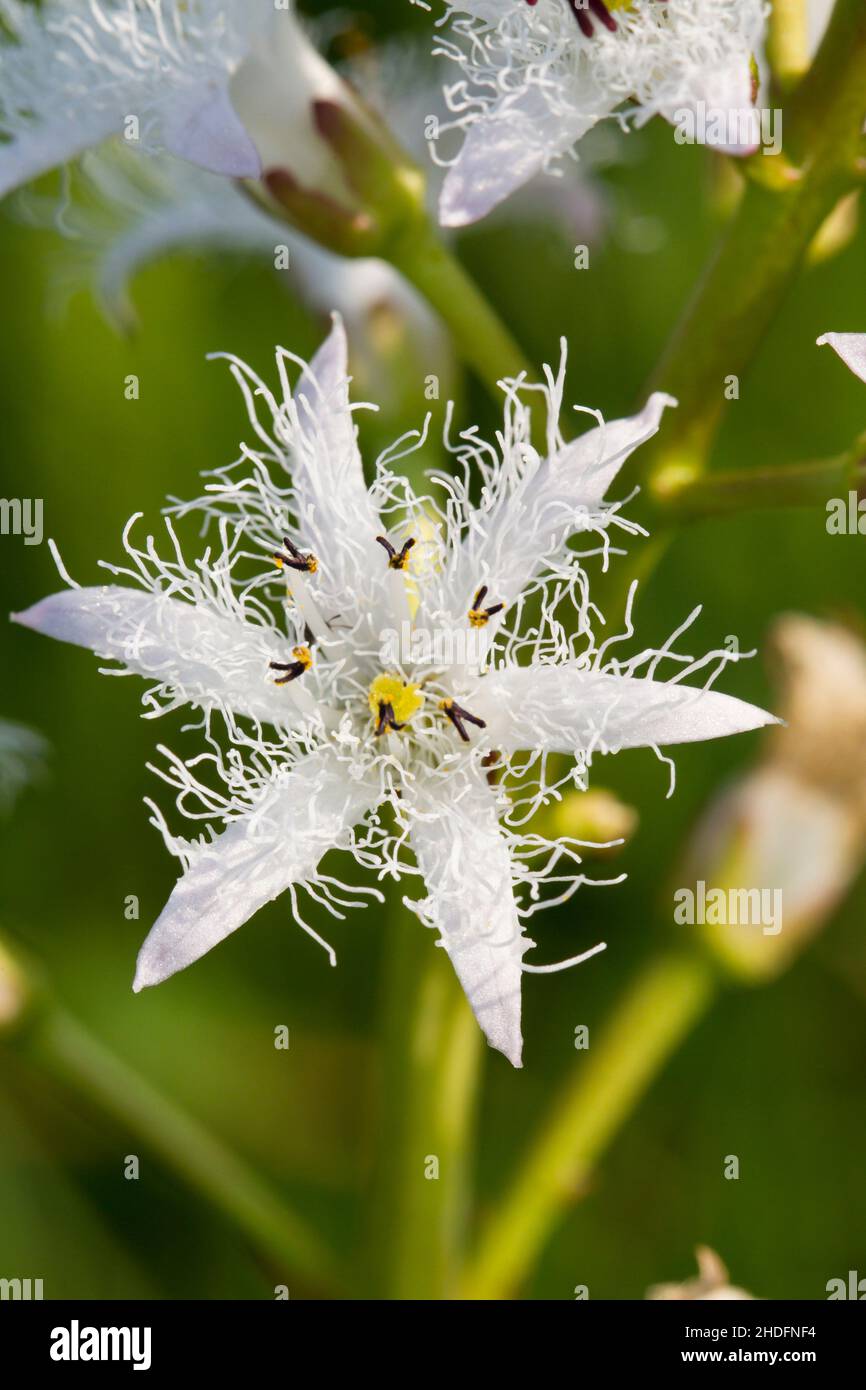 menyanthes, buck bean Stock Photo - Alamy