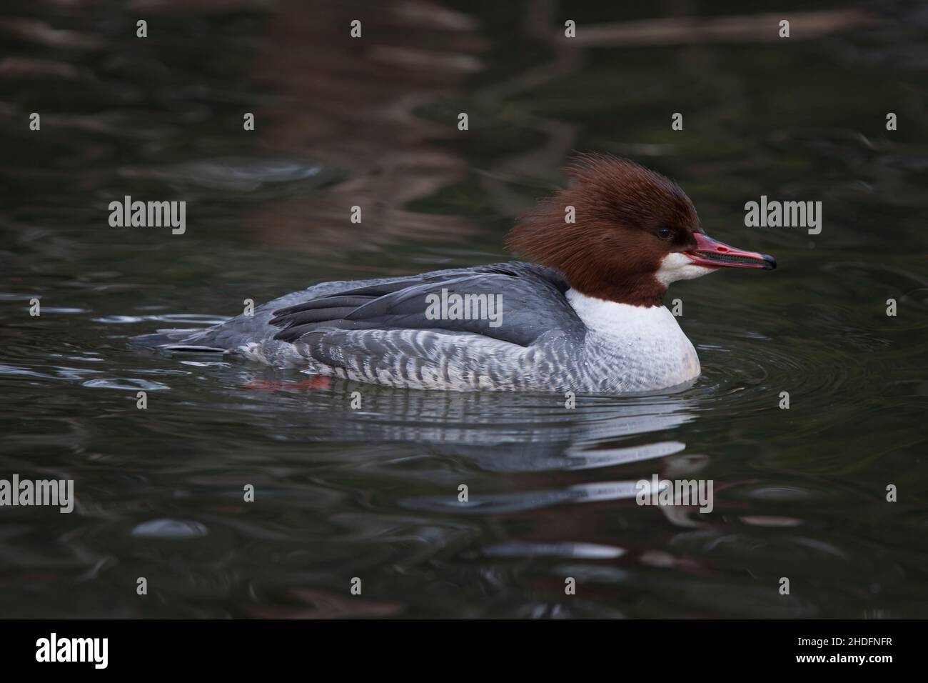 common merganser, common mergansers Stock Photo - Alamy