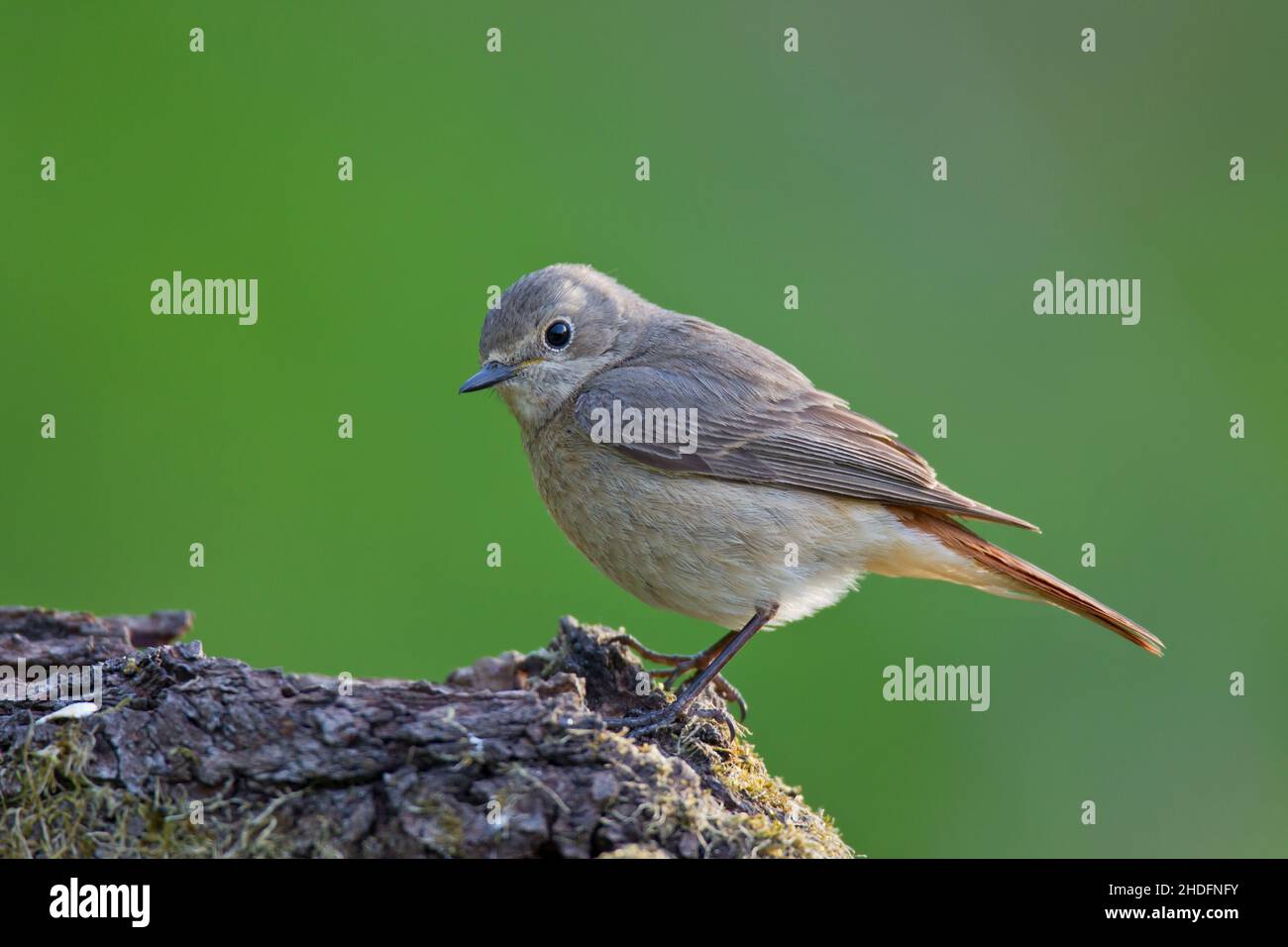 garden redstart, redstarts Stock Photo - Alamy