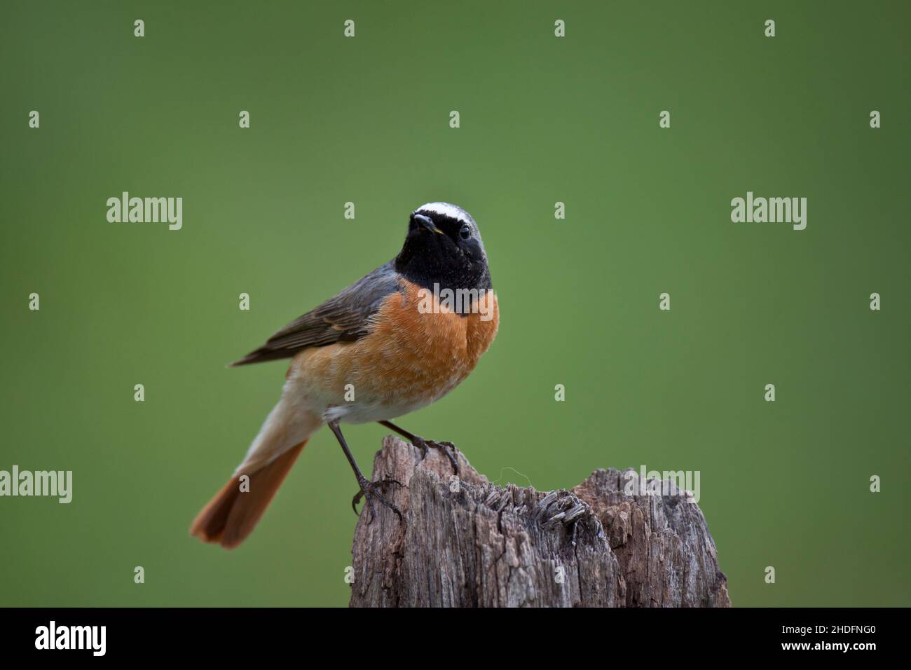 garden redstart, redstarts Stock Photo - Alamy